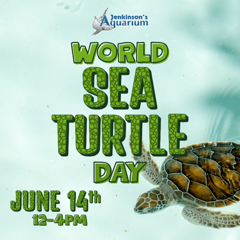 World Sea Turtle DayOcean County Tourism
